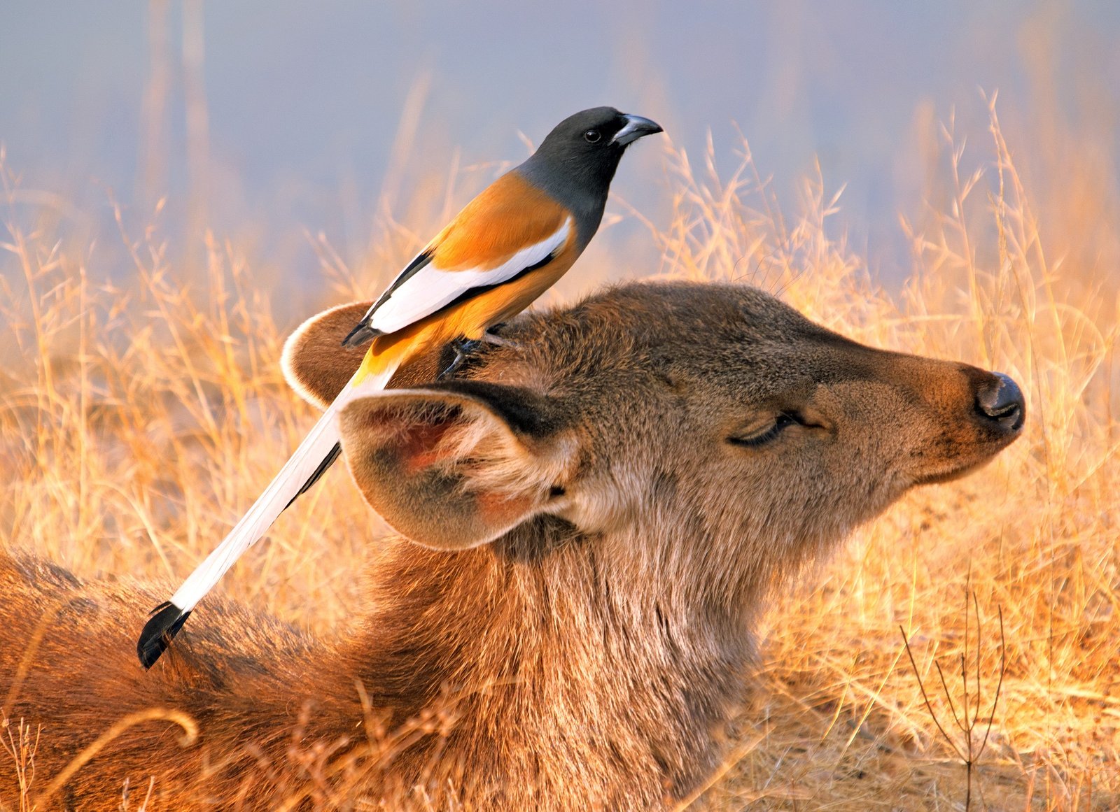 The 7th edition of The UP Nature and Bird Festival by Uttar Pradesh ...