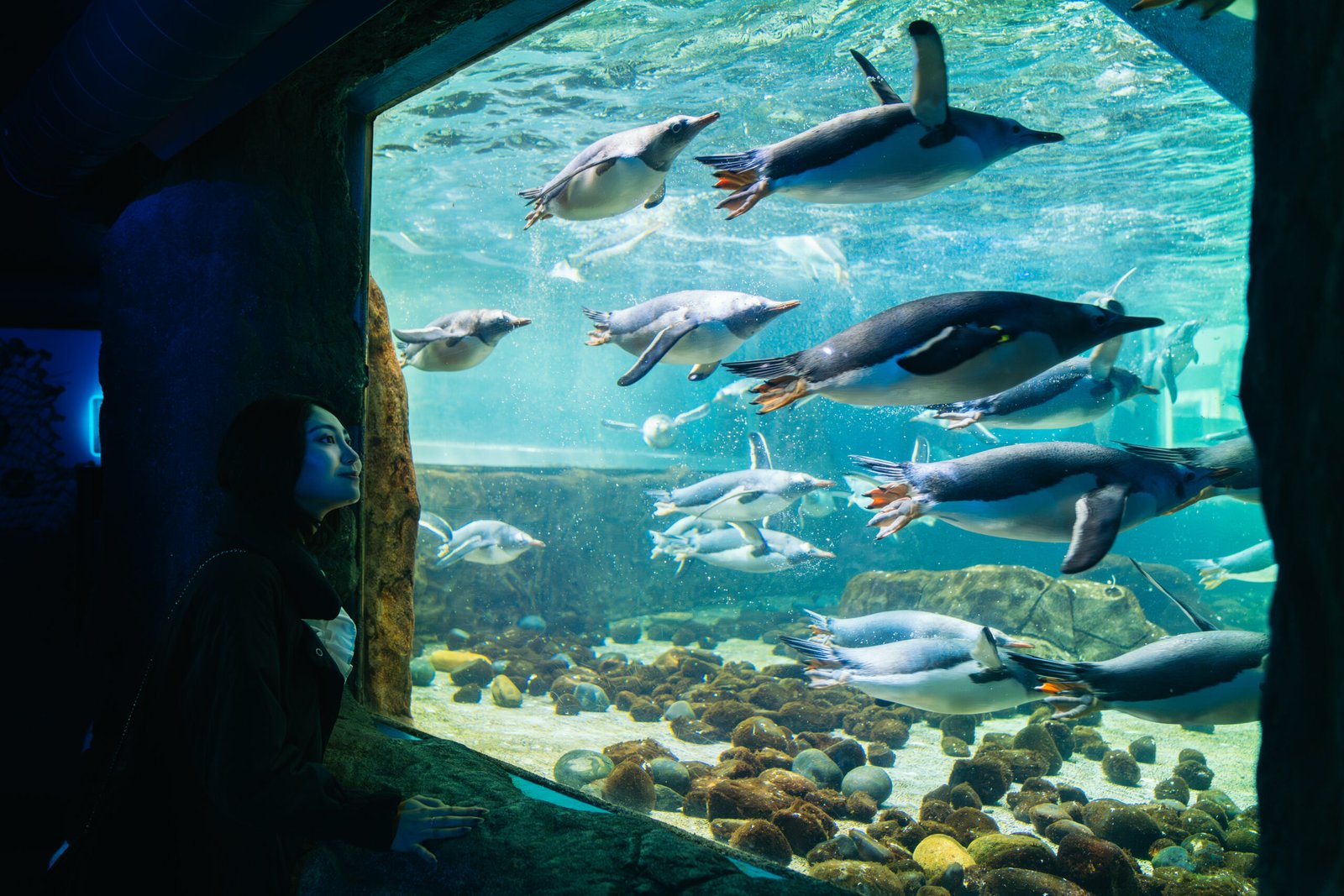 SEA LIFE Sydney Aquarium joins World Association of Zoos and Aquariums ...